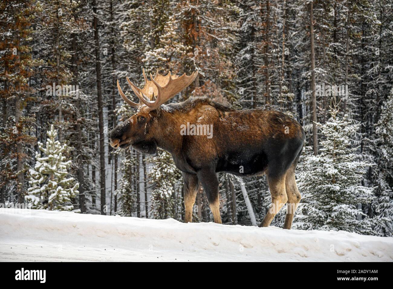 Majestic moose bull (Alces alces) standing in snow in a winter forest ...