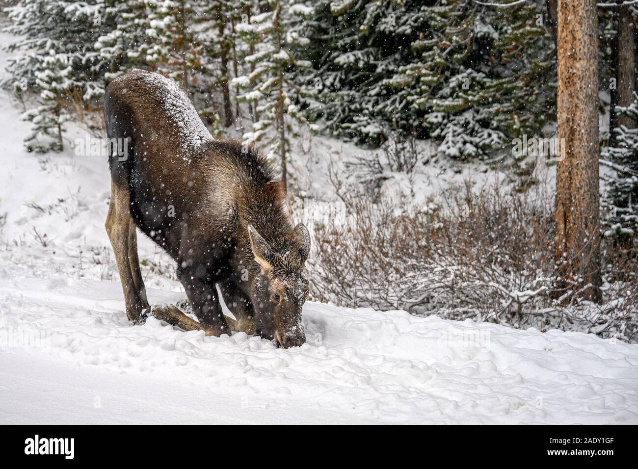 Young moose (Alces alces) knelt down in the snow to find something to ...