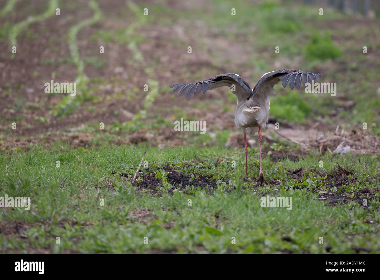 Stork walks through processed field looking for food. Back view ...