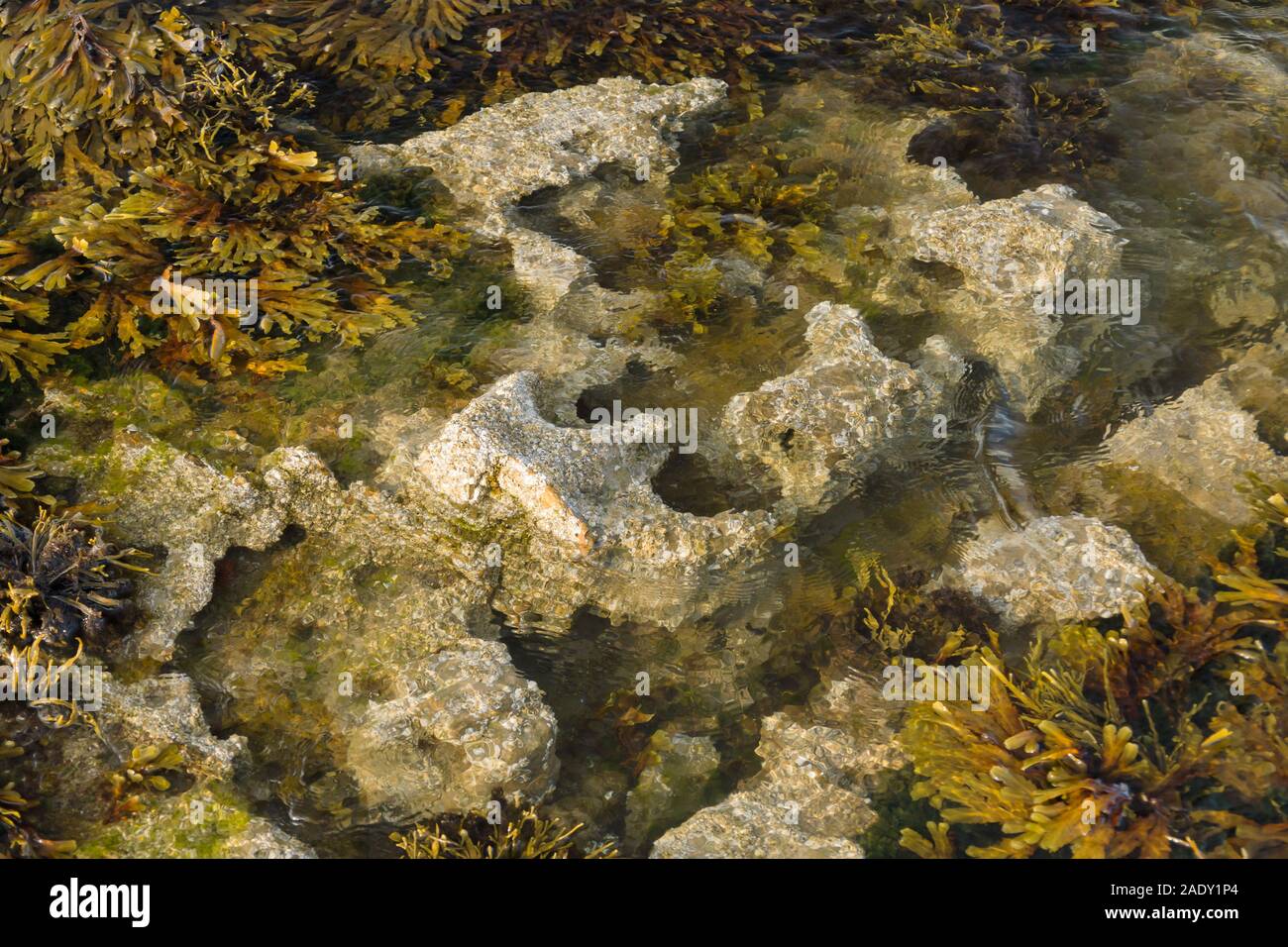 A tidal rock pool with barnacles and bladder wrack seaweed clinging to ...