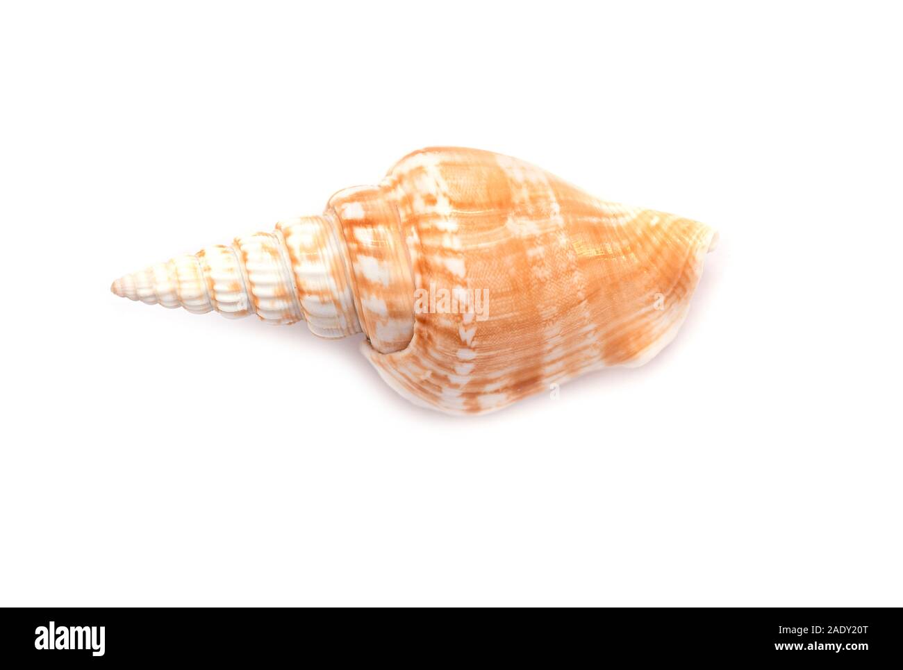 Conch shell seashell spiral hi-res stock photography and images - Alamy