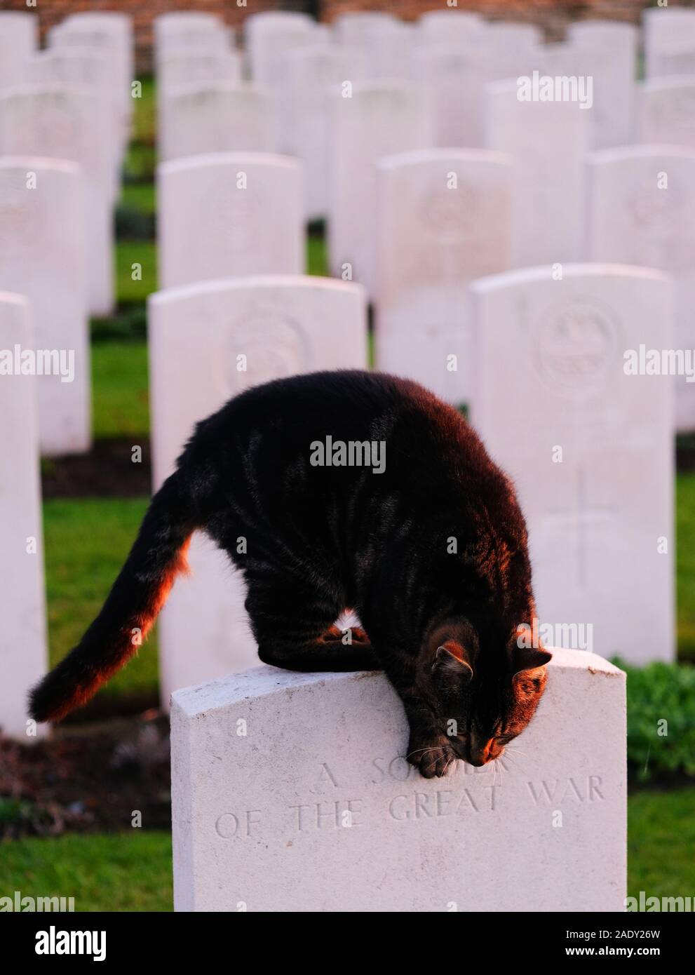 Cat sitting on headstones of Bedford House Cemetery near Ypres Stock ...