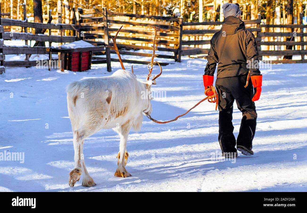 Man with Reindeer in winter Rovaniemi reflex Stock Photo - Alamy