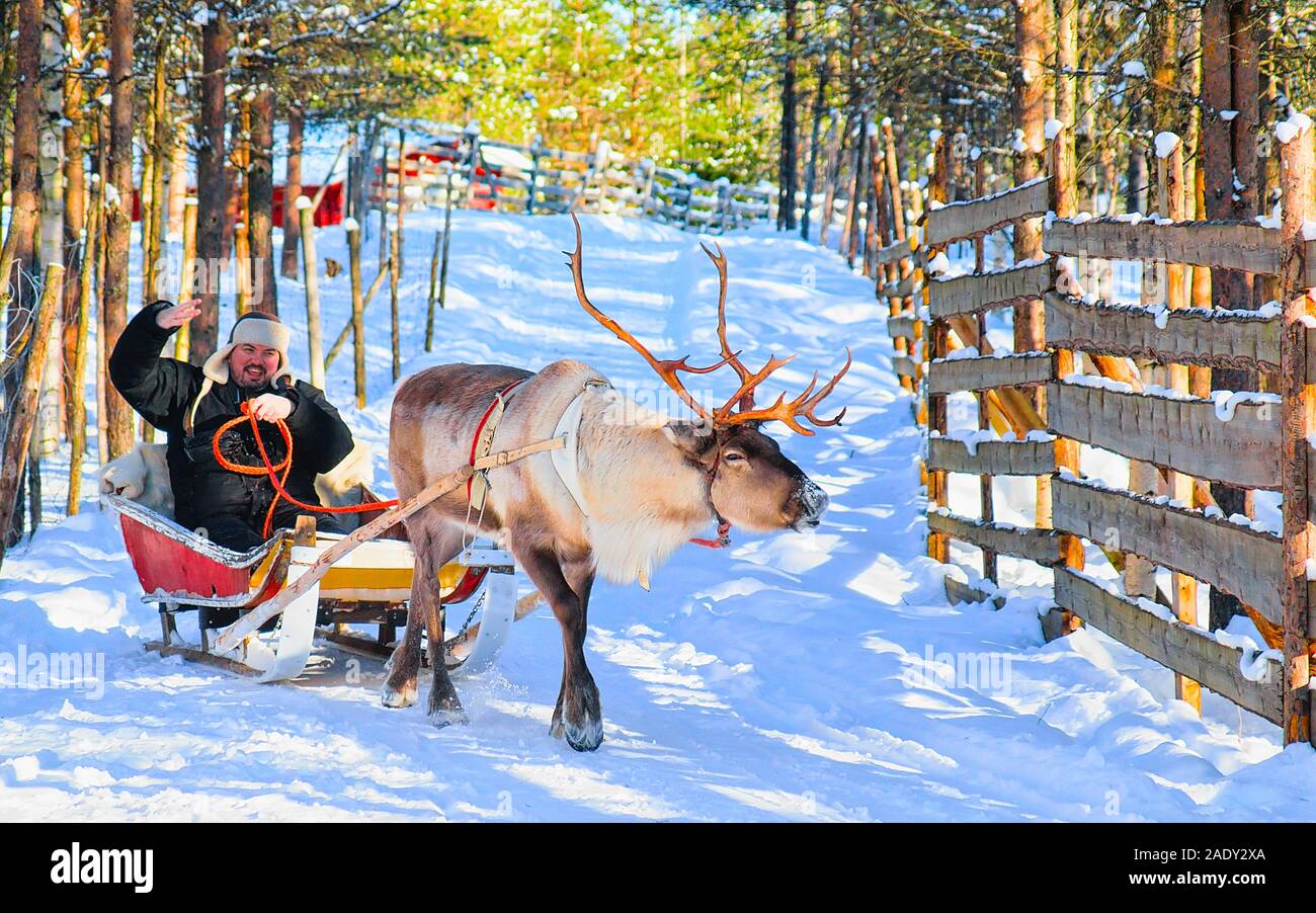 Man riding Reindeer sled in winter Rovaniemi reflex Stock Photo - Alamy