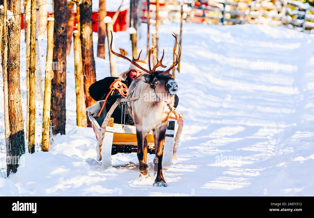 Man riding Reindeer sleigh in Finland in Lapland winter reflex Stock ...