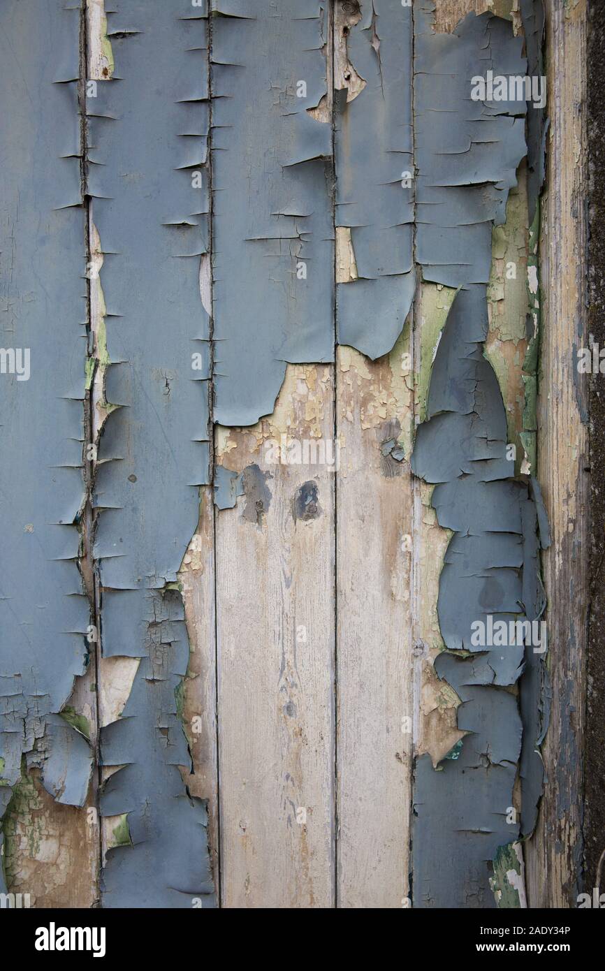 A full frame, close up background of textured planks of rotting and ...