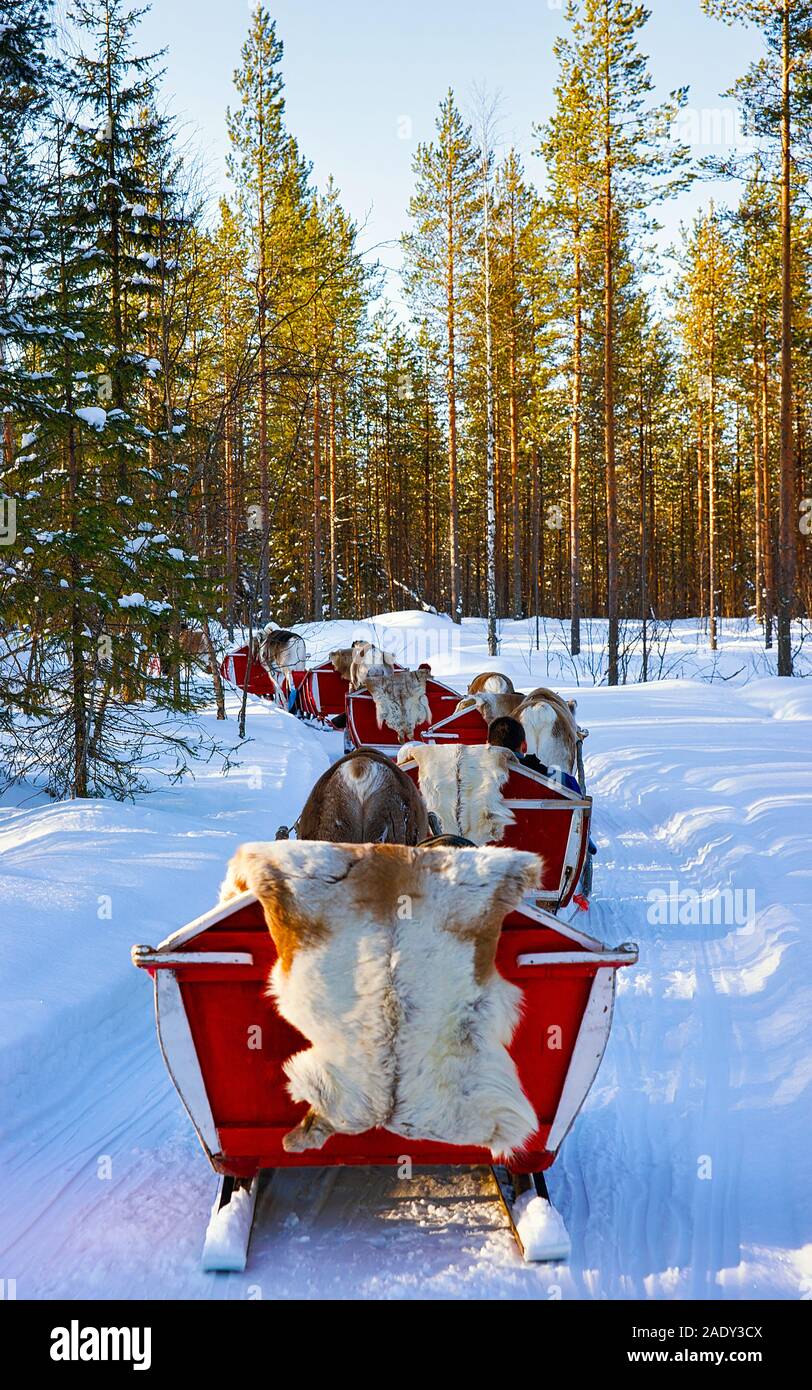 Reindeer sled safari with people forest Lapland Northern Finland reflex ...