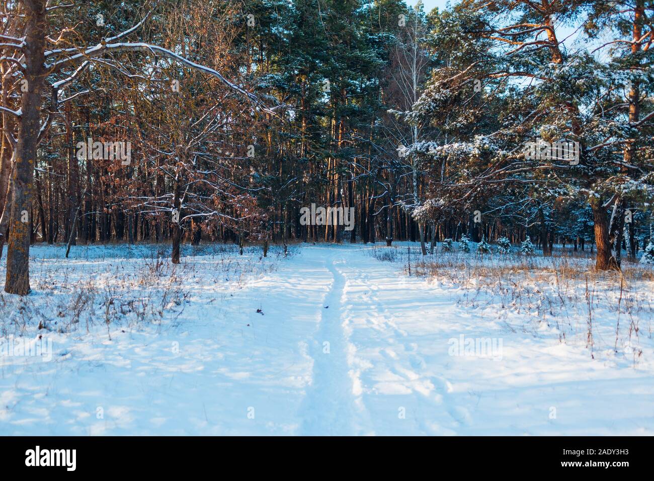 Winter forest landscape. Empty path in snowy fir tree park. Seasonal ...