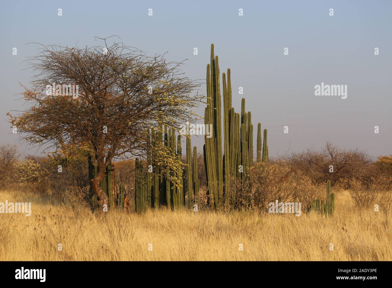 The beautiful landscape of the Kamanjab in Namibia Stock Photo - Alamy