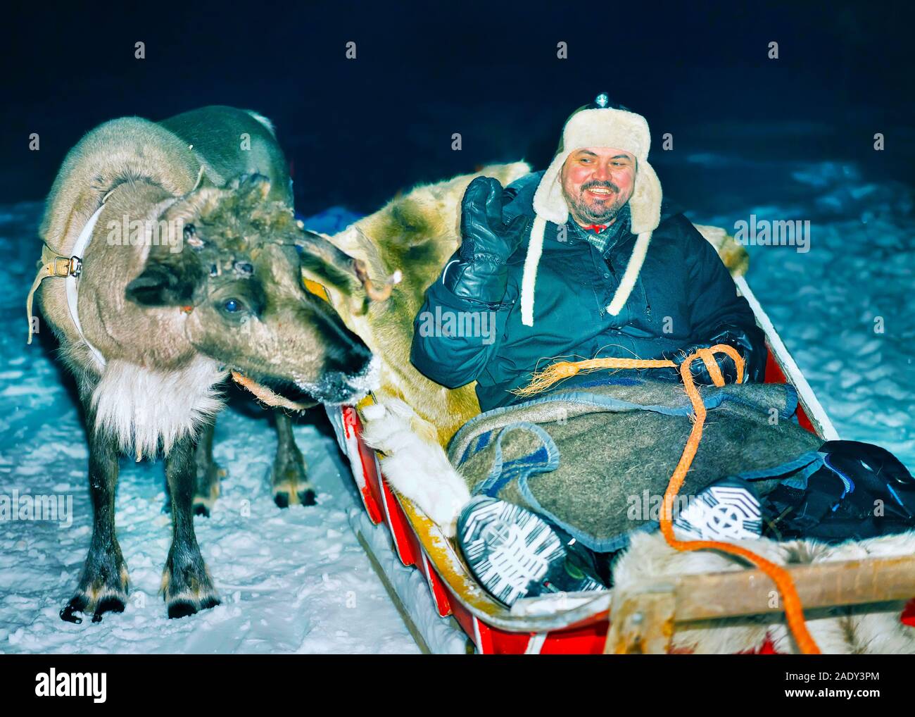 Man in reindeer sleigh at night safari forest Rovaniemi reflex Stock ...