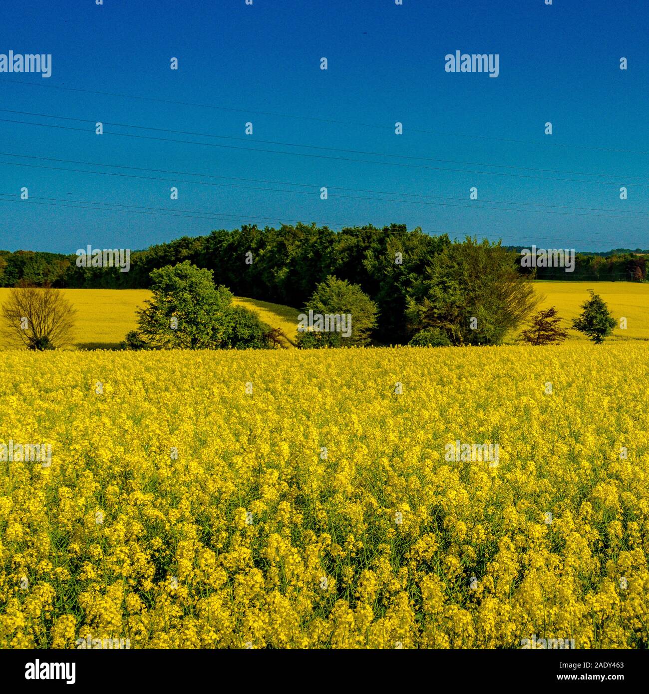 Oil Seed Rape Field Crop Stock Photo - Alamy