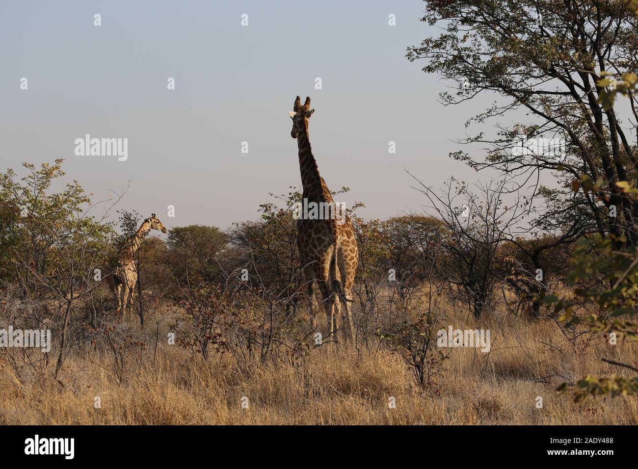 Giraffes in search of their favorite food, the leaves of acacia Stock ...