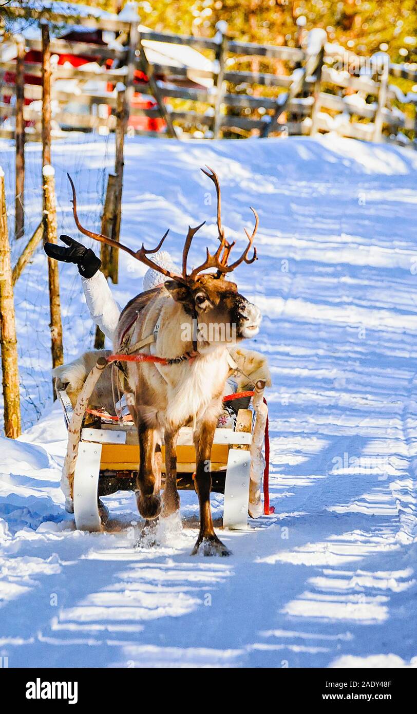 Woman while reindeer sledding ride in winter Rovaniemi reflex Stock ...