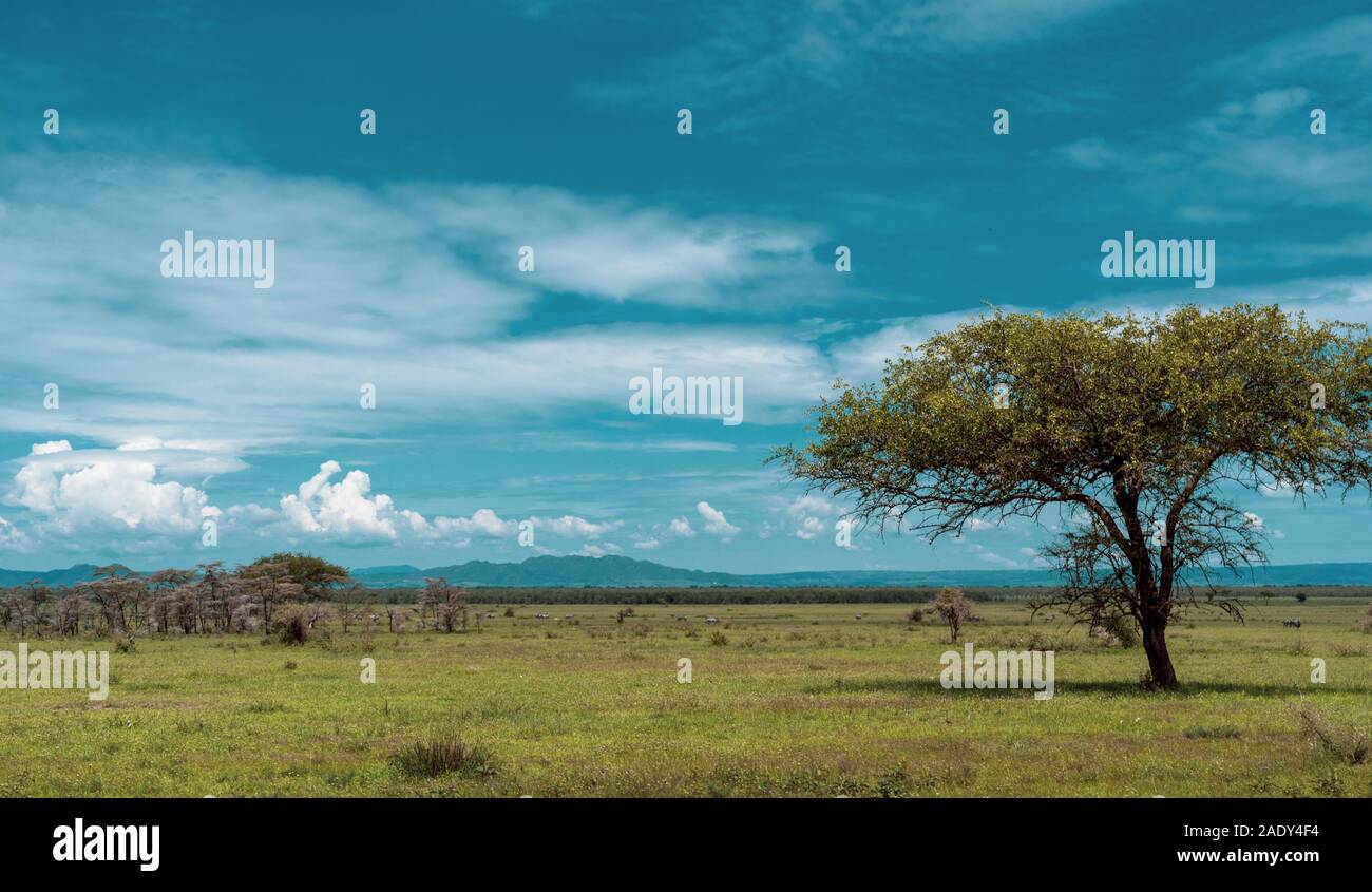 African panorama in Serengeti national park Stock Photo - Alamy