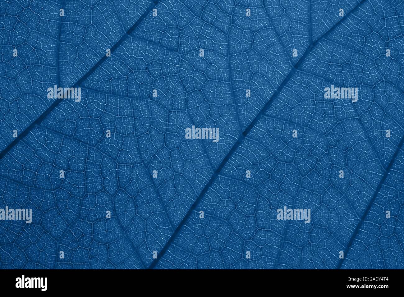 Blue color leaf texture. Trend of the year 2020. Abstract classic ...
