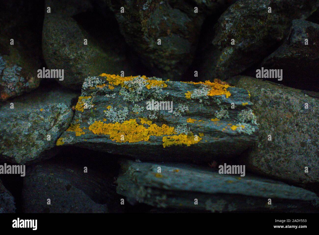Yellow lichen growth on rocks hi-res stock photography and images - Alamy