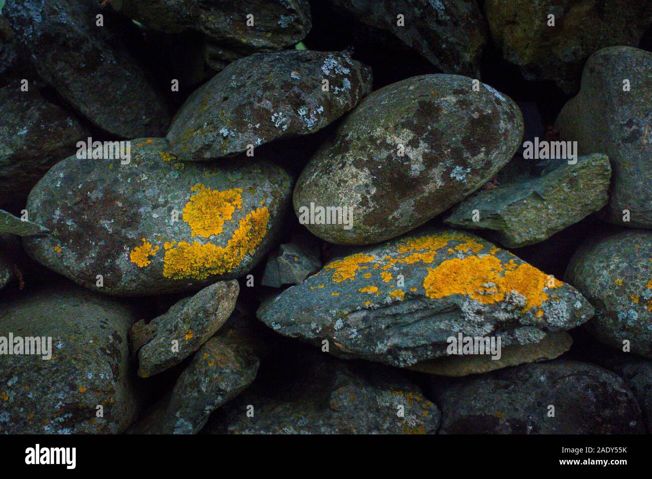 Yellow lichen growth on rocks hi-res stock photography and images - Alamy
