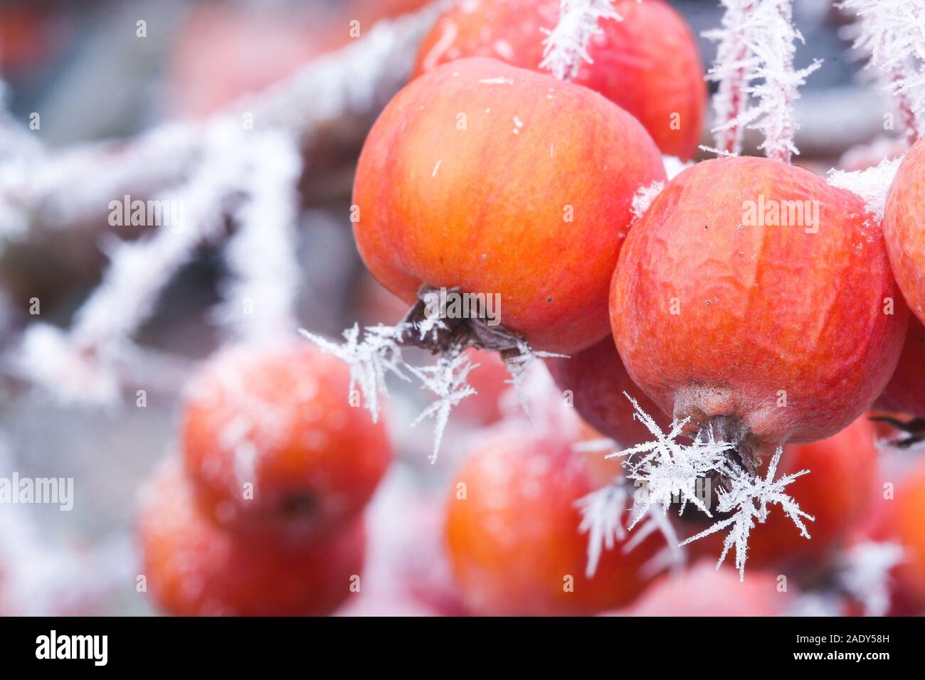 Winter garden apple tree branch hi-res stock photography and images - Alamy