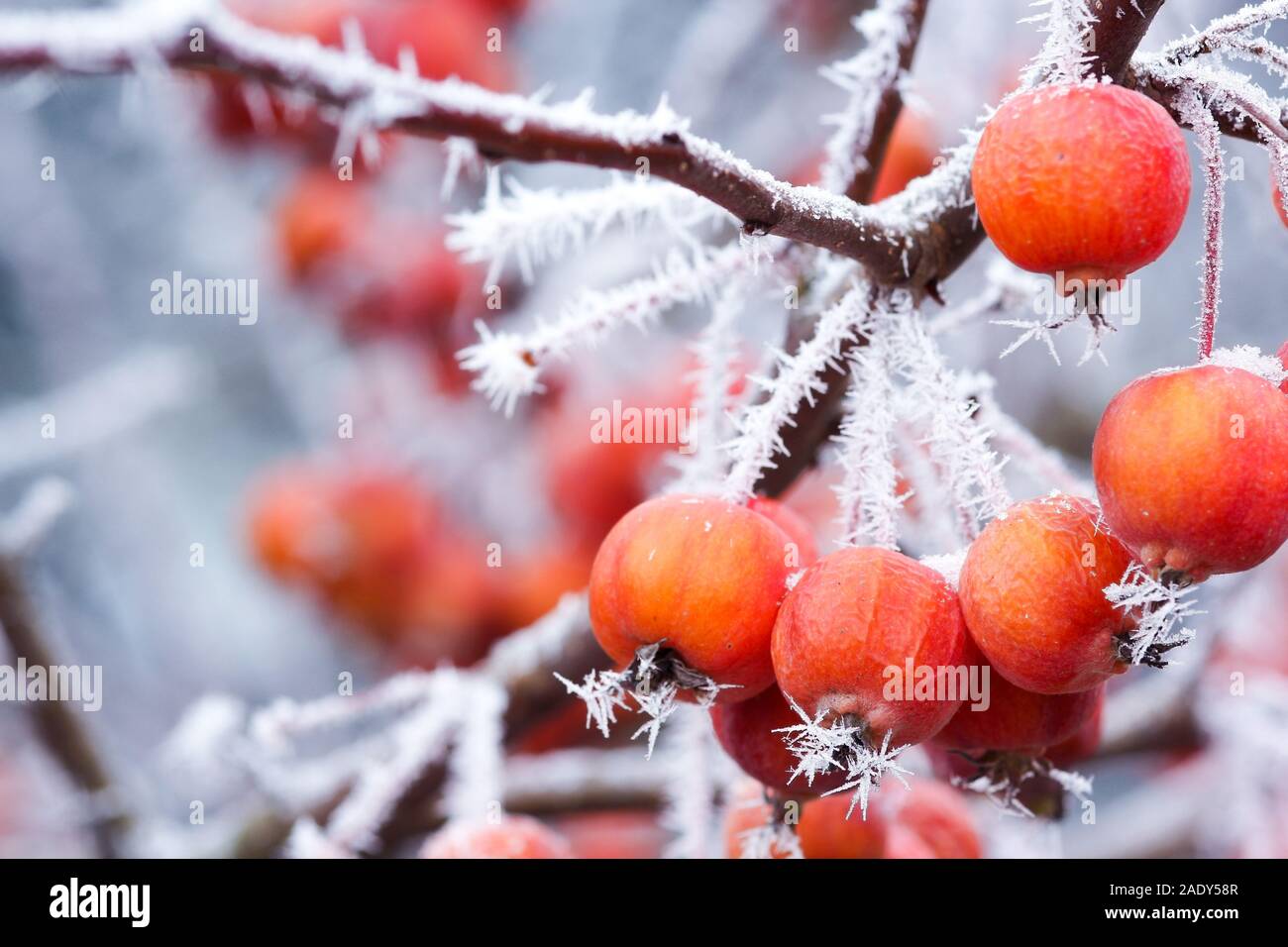 Miniature apples hi-res stock photography and images - Alamy