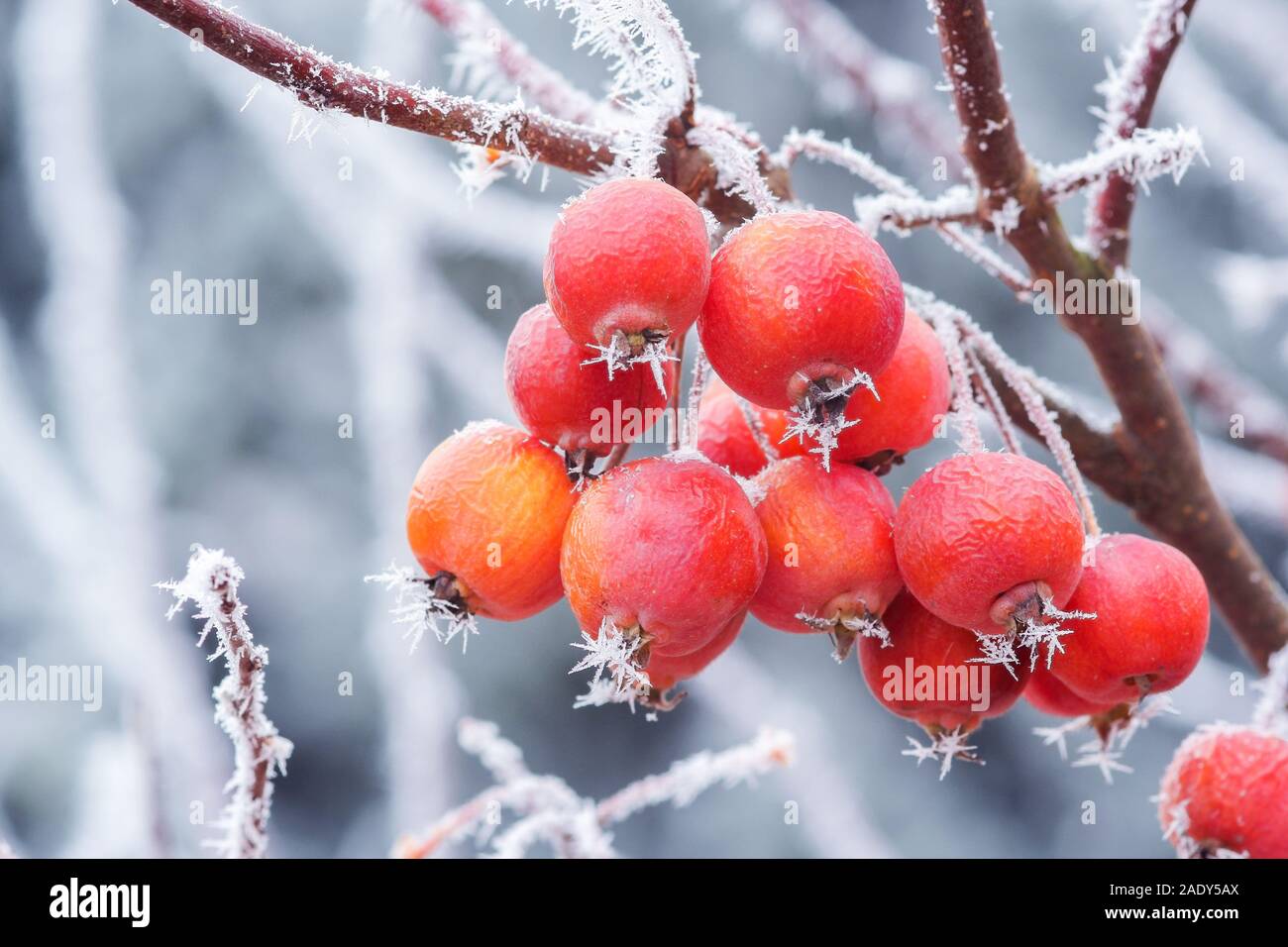 Miniature apples hi-res stock photography and images - Alamy