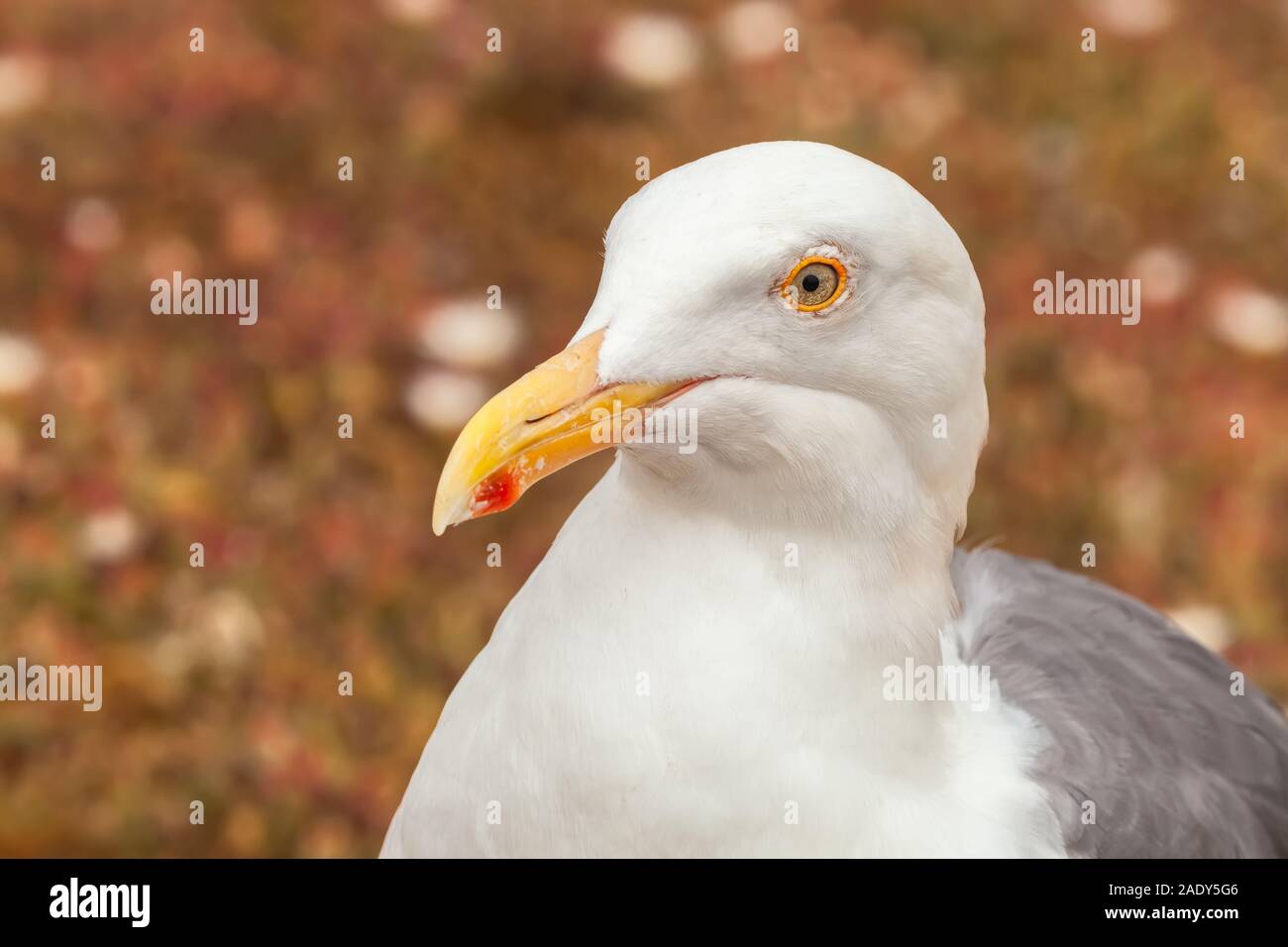 Close up head portrait of a western gull Larus occidentalis Stock Photo ...