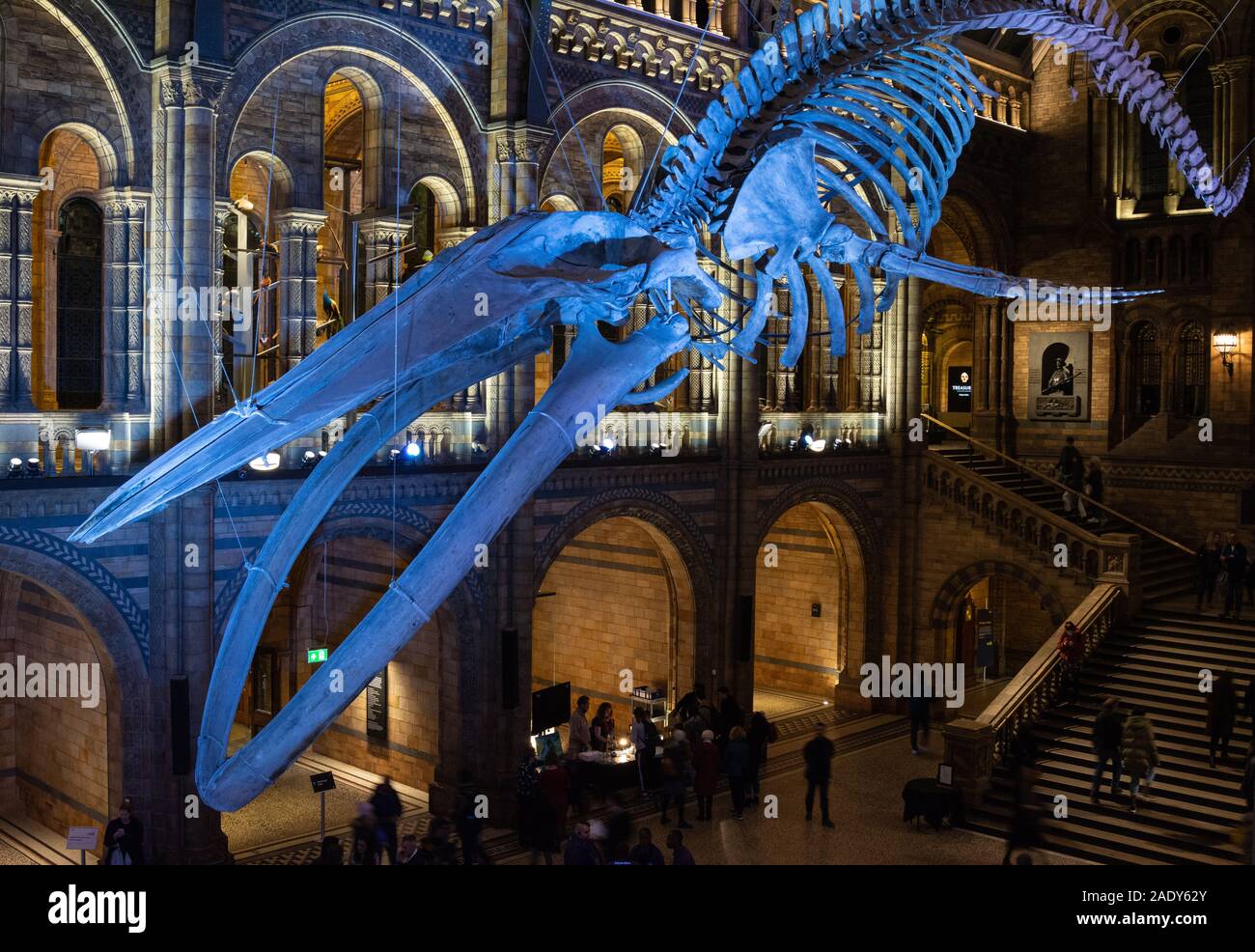 Blue whale in museum side view hi-res stock photography and images - Alamy