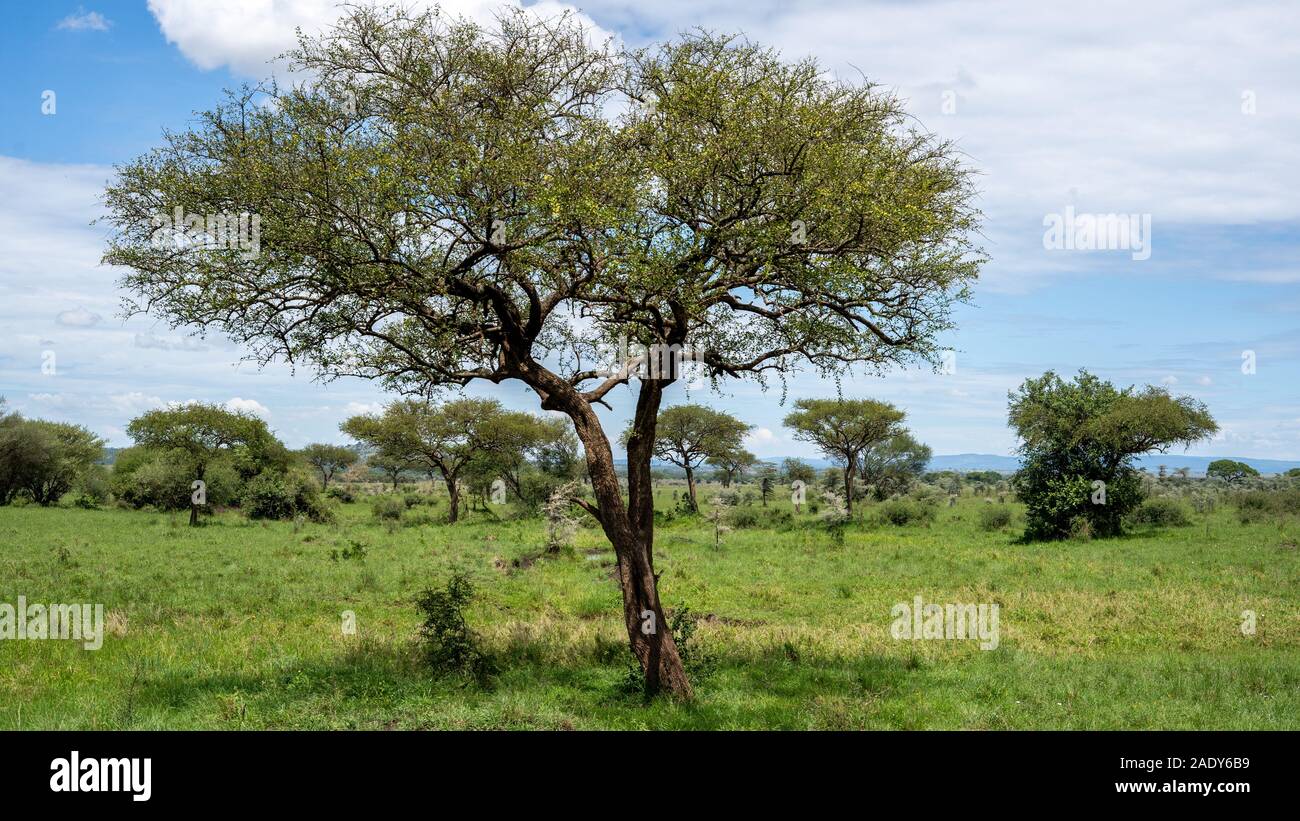 African panorama in Serengeti national park Stock Photo - Alamy