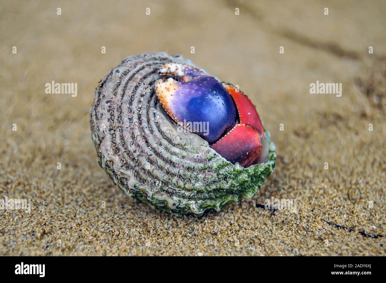A colorful hermit crab claw rests on its shell on a sandy beach Stock ...