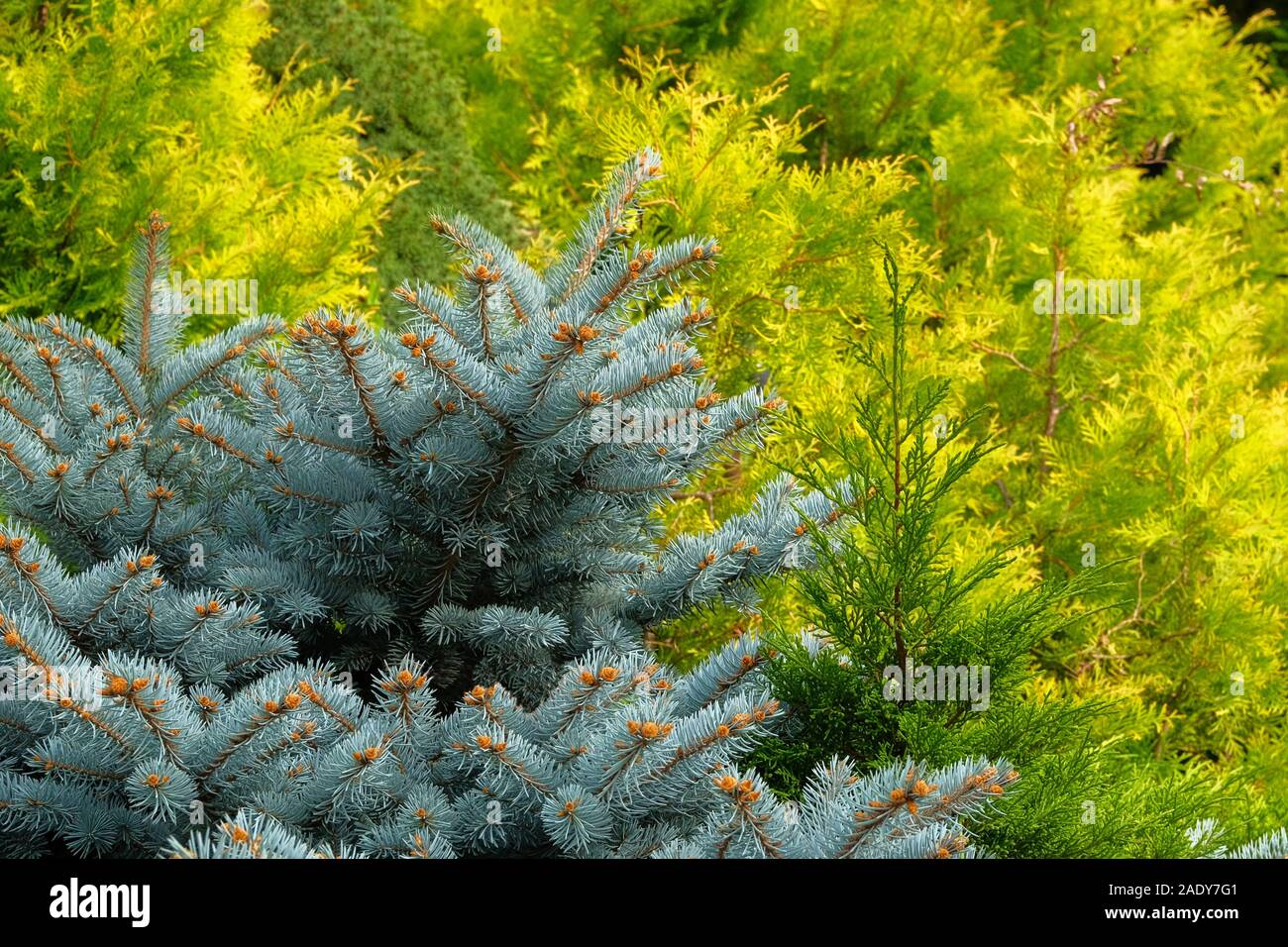 Blue spruce and green cypress in garden store. Blue spruce branches ...