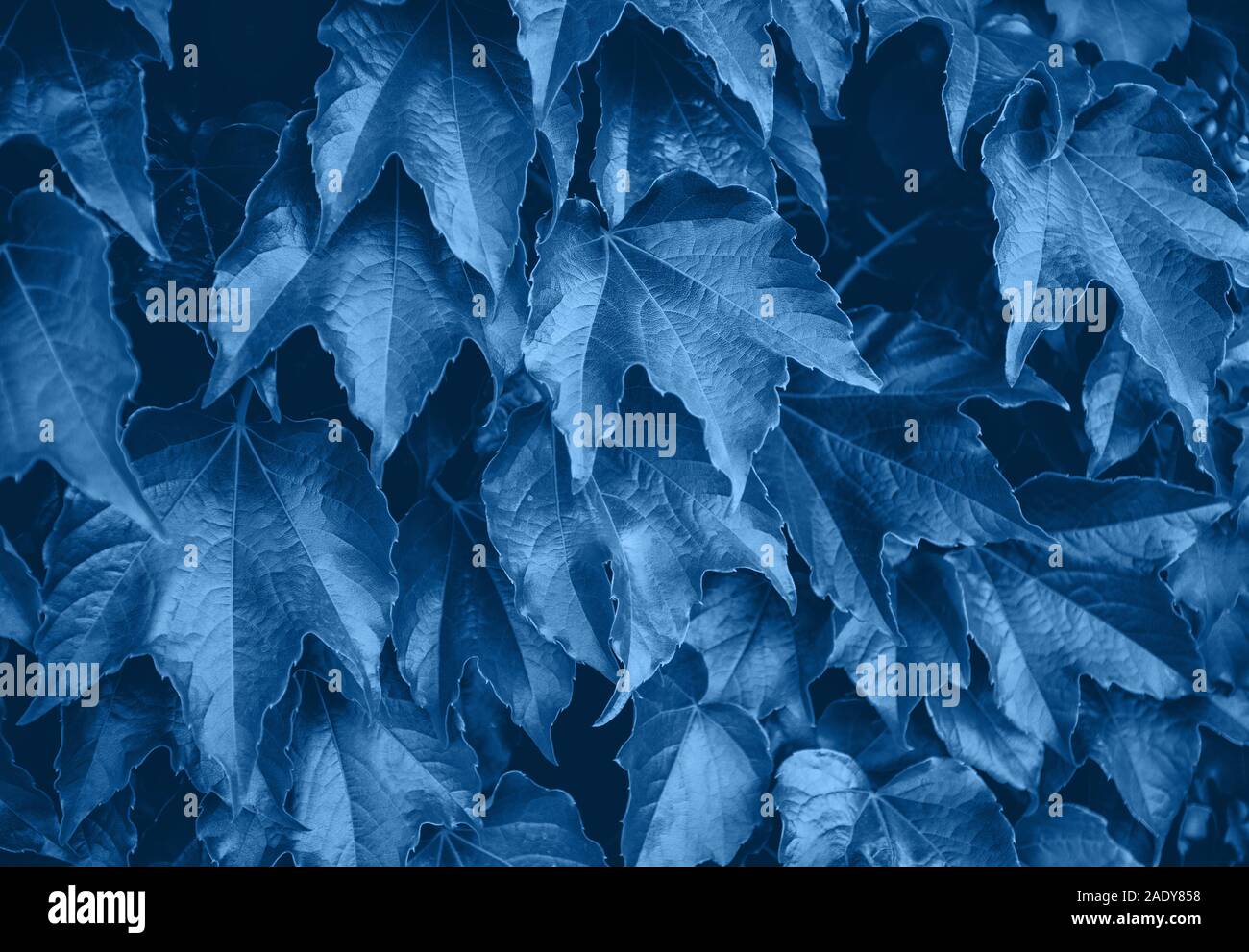 Texture details of trendy blue colored ivy leaves on wall. Color trend ...