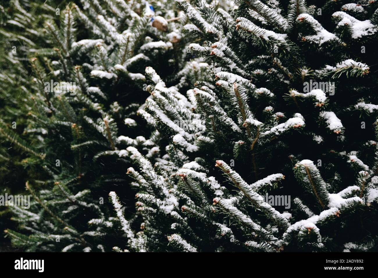 Snowy pine tree in december Stock Photo - Alamy