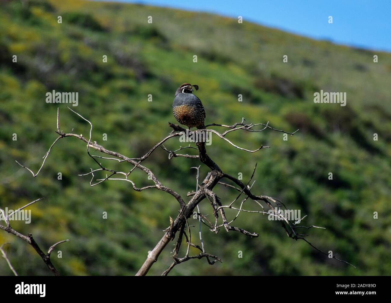 Wild quail bird sits in tree branch keeping watch for covey of females ...