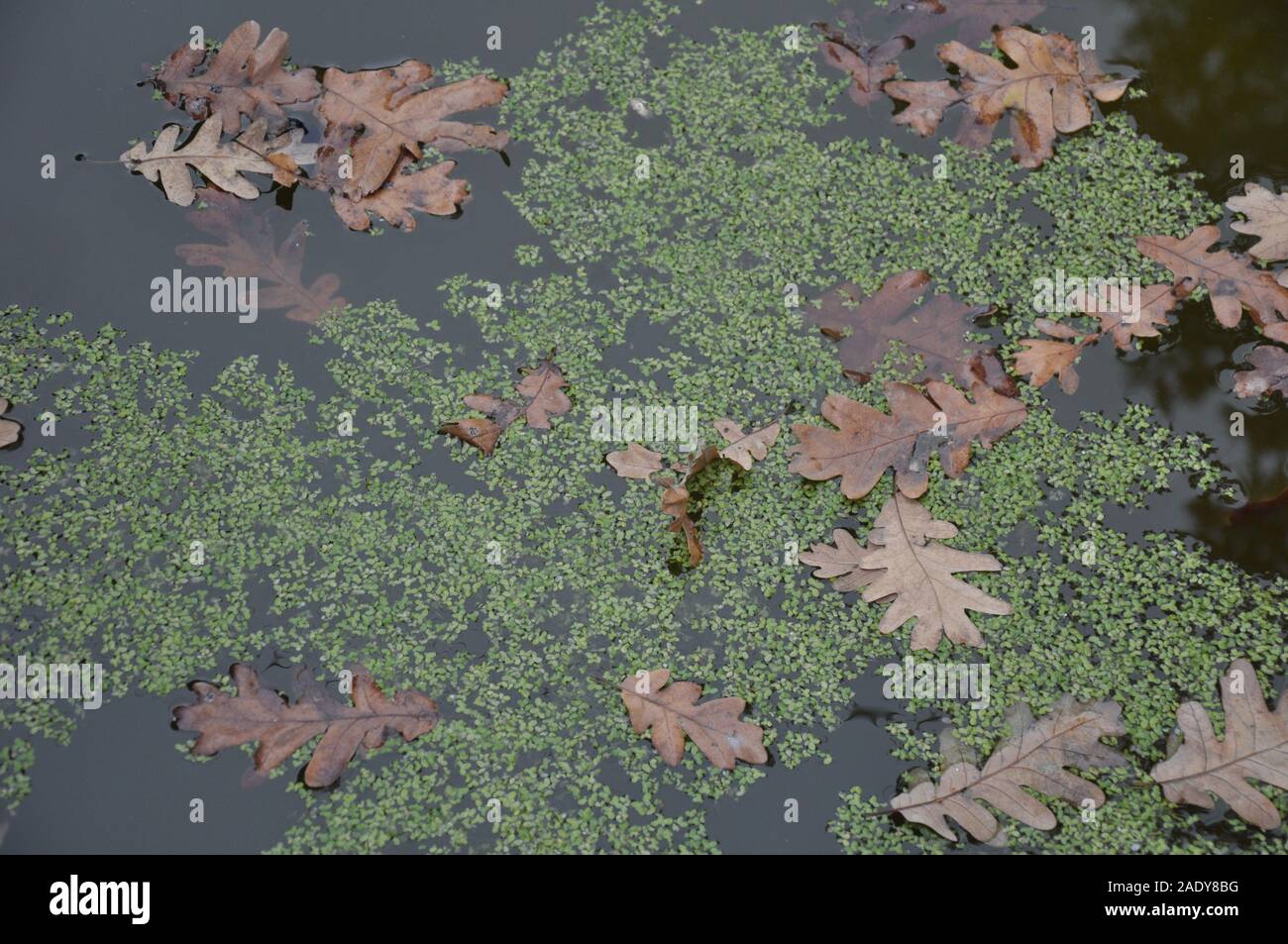 Fallen oak leaves floating in the water Stock Photo - Alamy