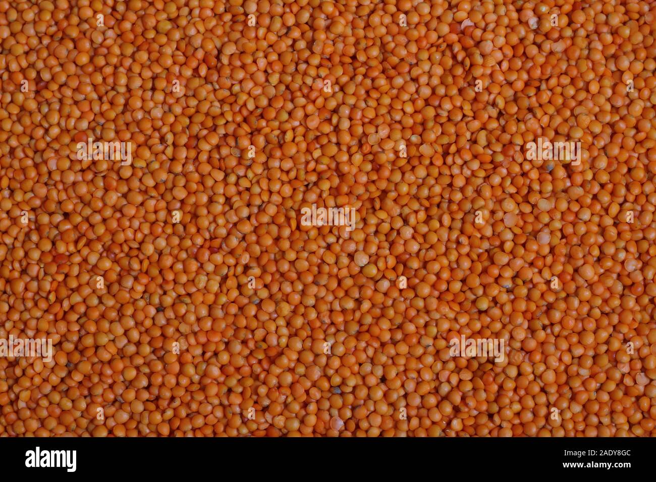 Background with lots of lentils. Texture of red lentils close-up Stock ...