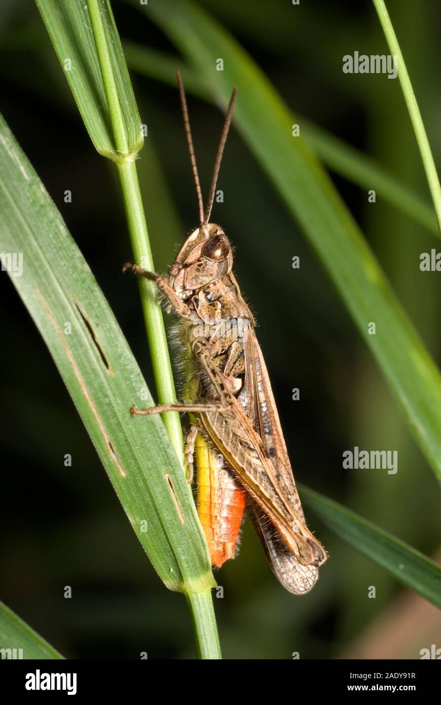 Common Field Grasshopper Stock Photo - Alamy