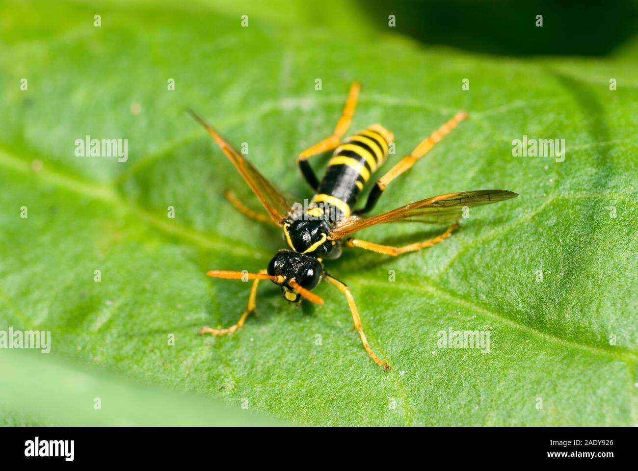 Black sawfly hi-res stock photography and images - Alamy