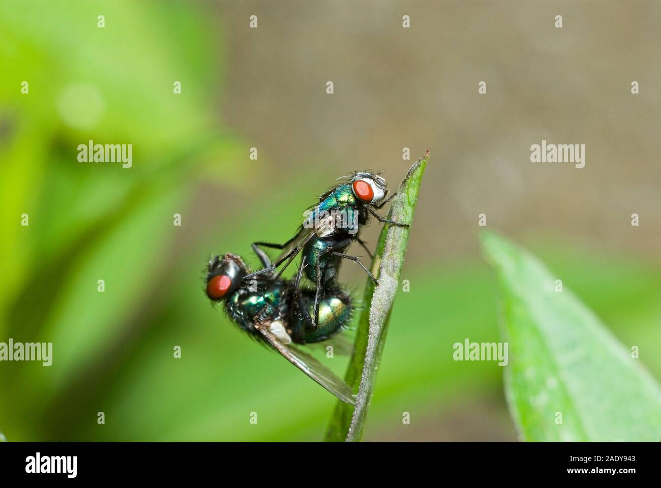 Blow flies hi-res stock photography and images - Alamy