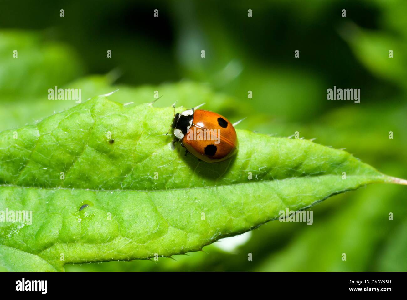 Two spot hi-res stock photography and images - Alamy