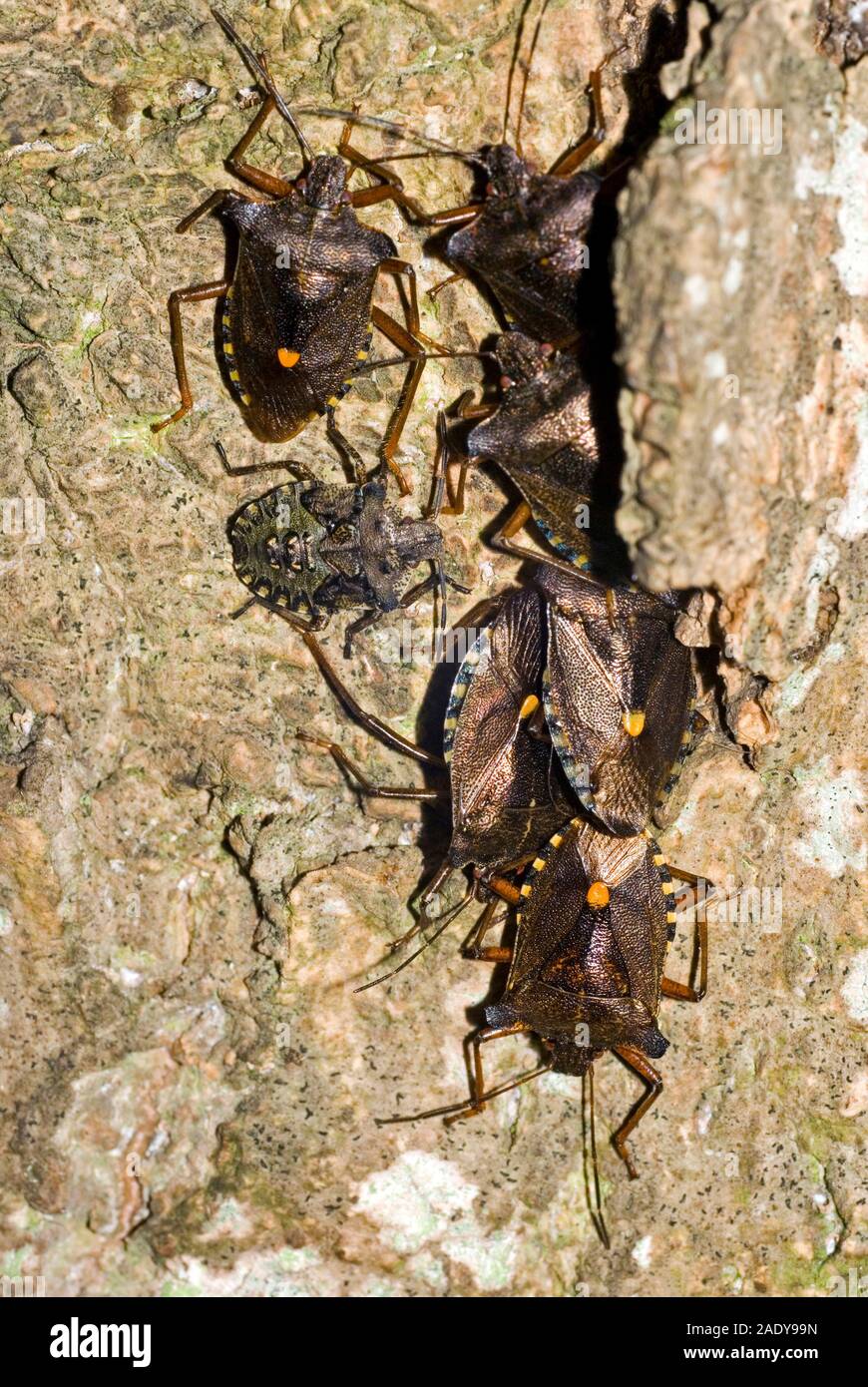 Forest Shield Bugs Stock Photo - Alamy