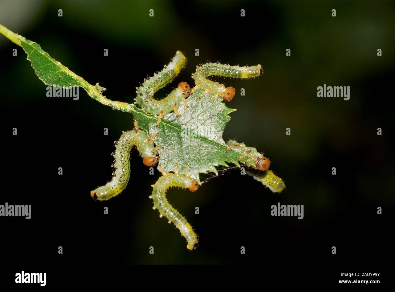 Sawfly larvae hi-res stock photography and images - Alamy