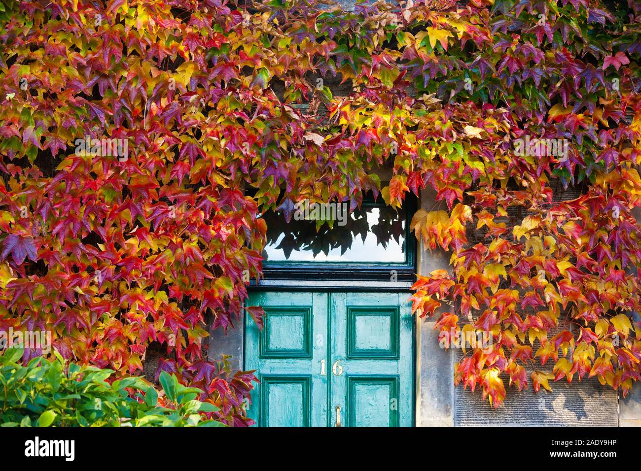 A house covered in ivy in Fife Scotland Stock Photo - Alamy