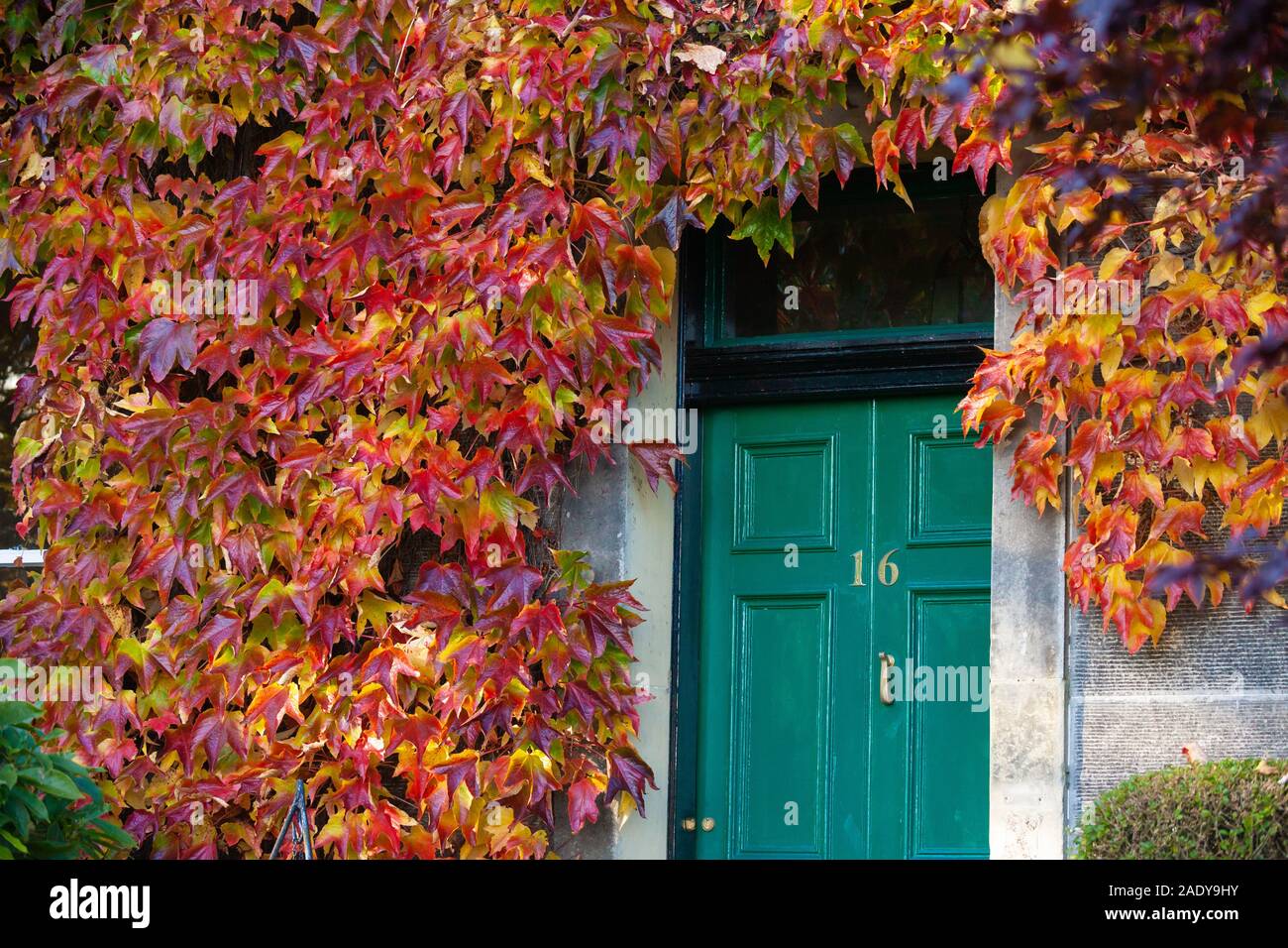 A house covered in ivy in Fife Scotland Stock Photo - Alamy