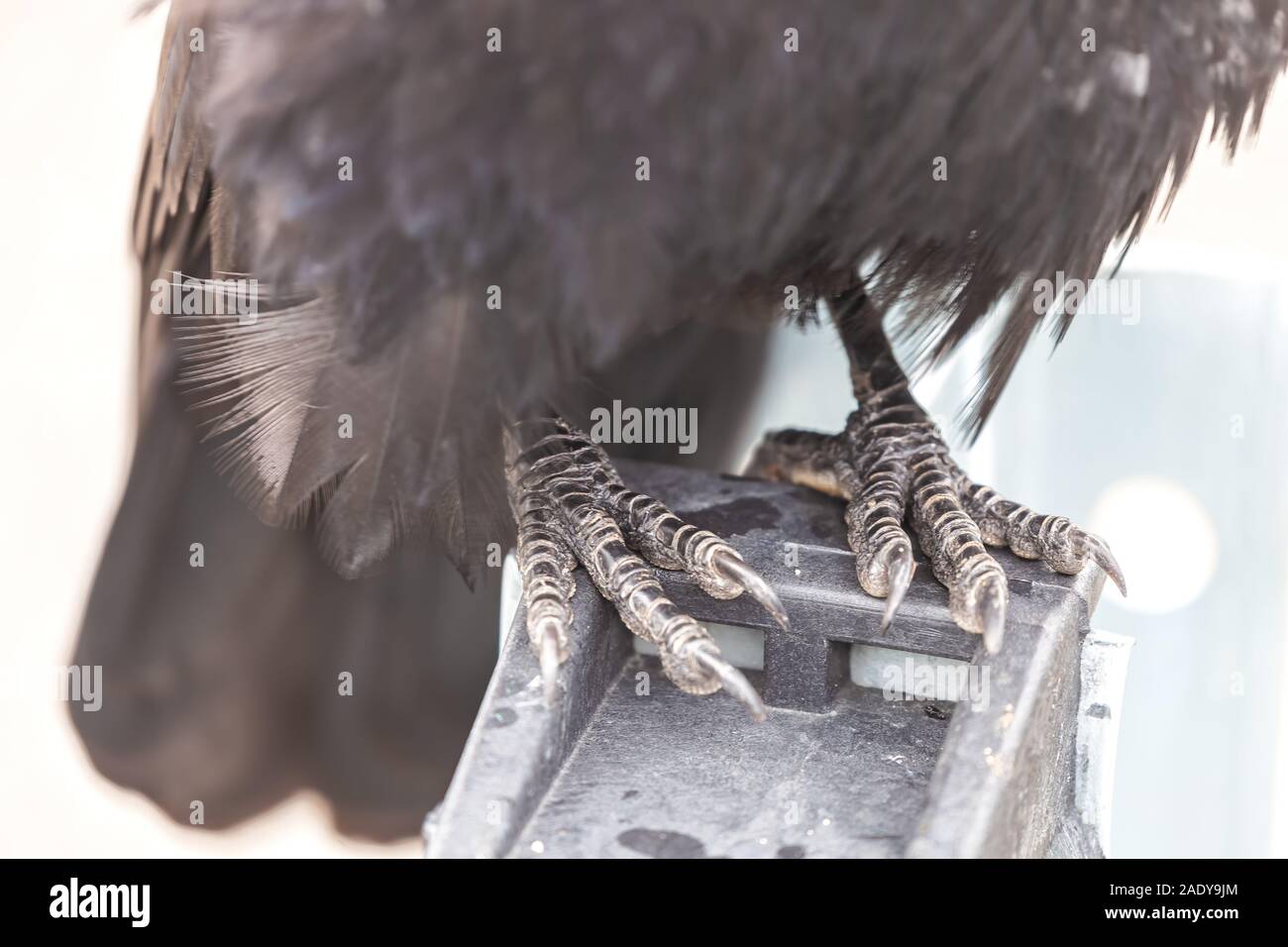 Raven feet close up hi-res stock photography and images - Alamy