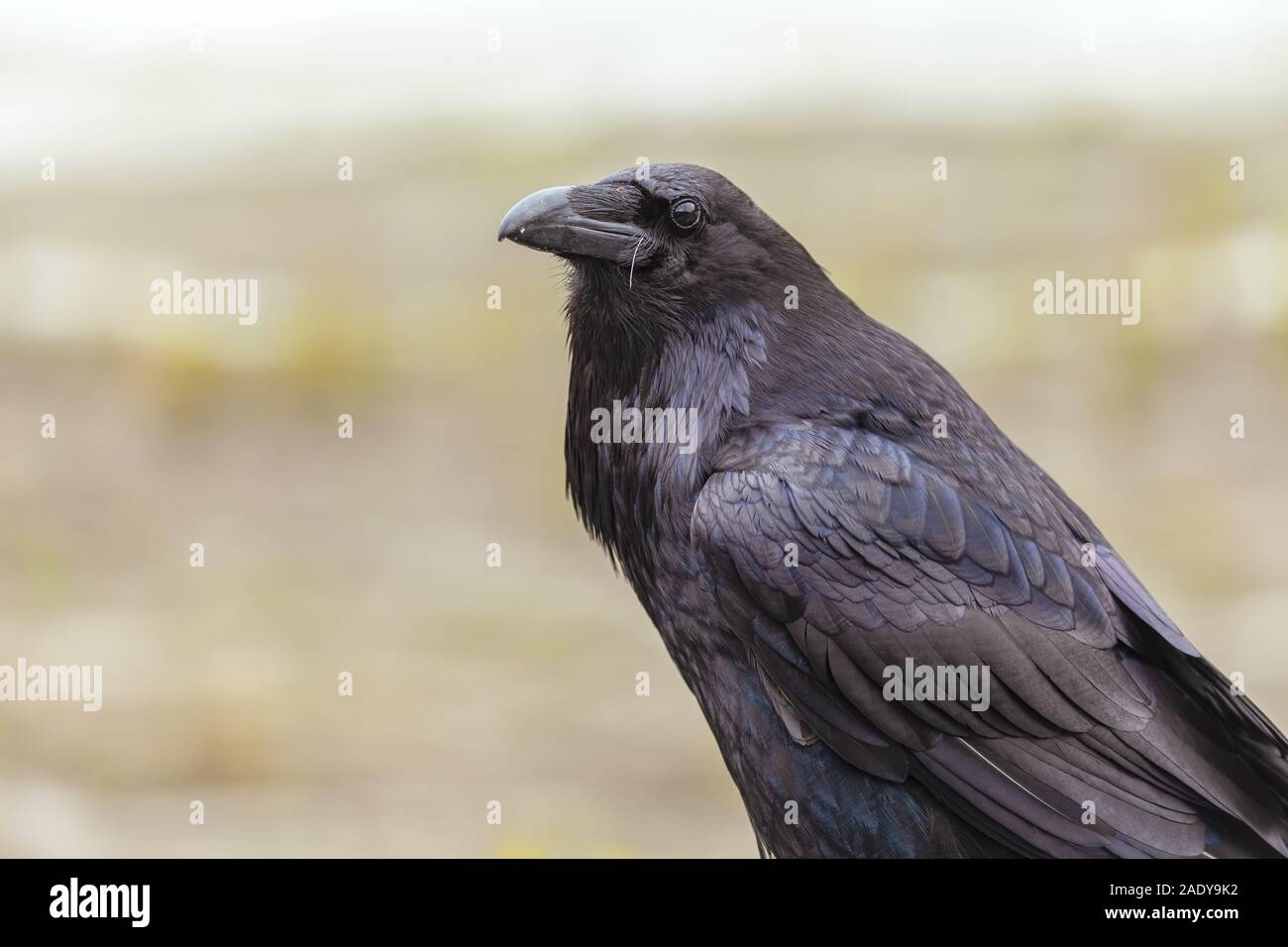North american raven hi-res stock photography and images - Alamy