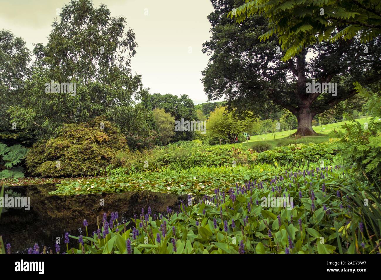 Rosemoor RHS Gardens Stock Photo - Alamy