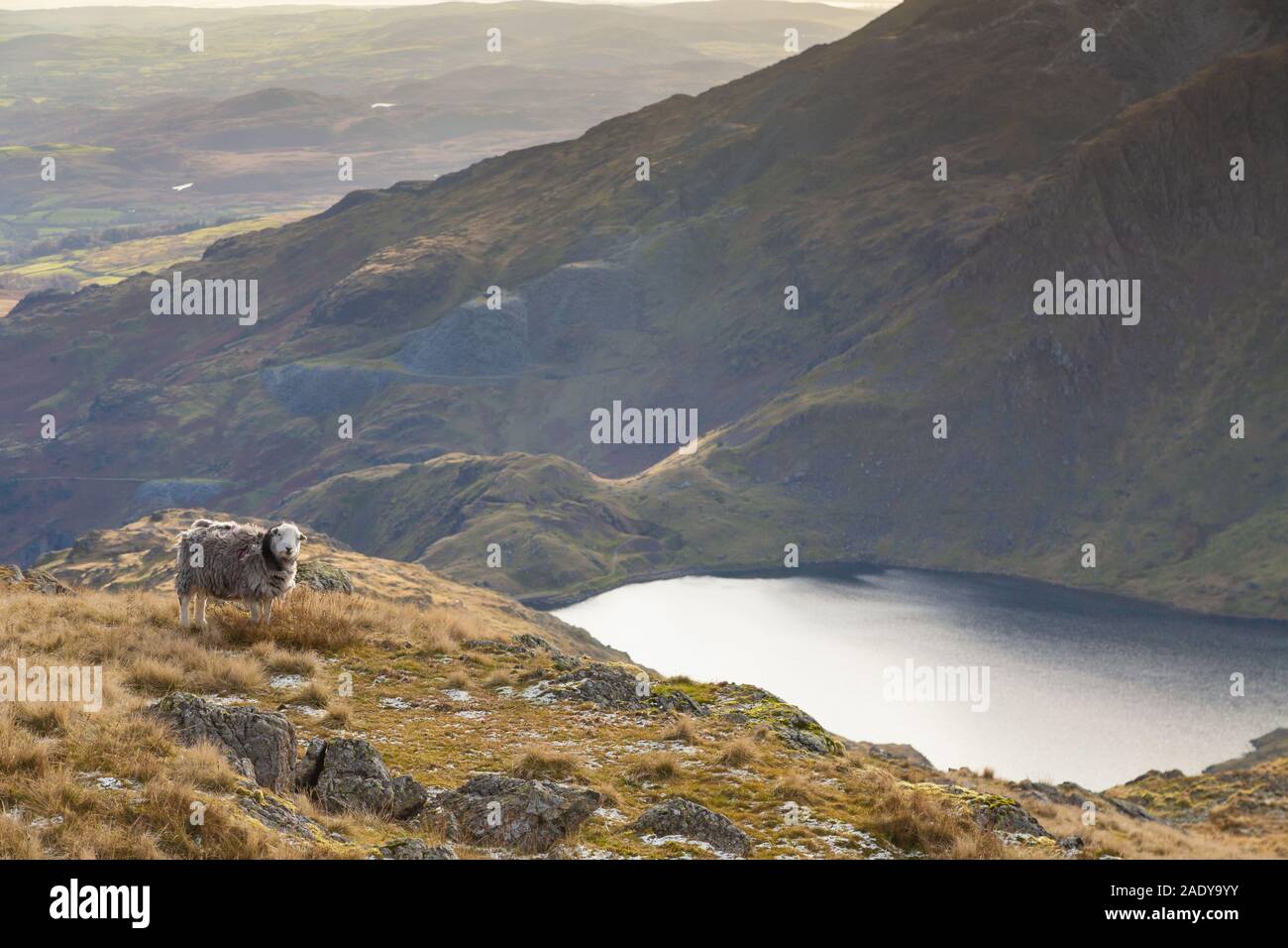 Little lever hi-res stock photography and images - Alamy