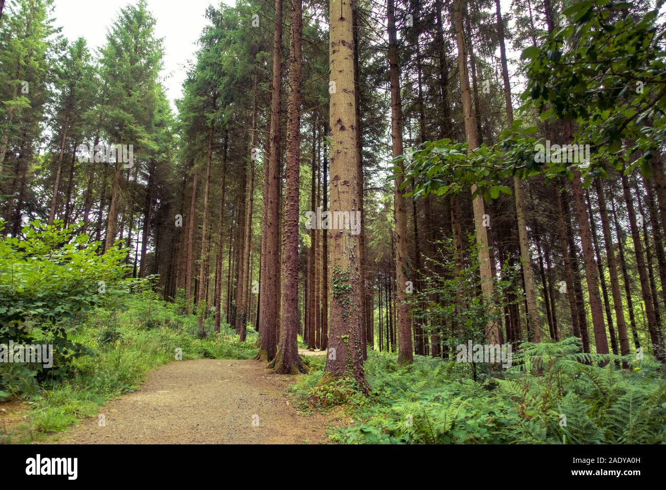 Rosemoor gardens hi-res stock photography and images - Alamy