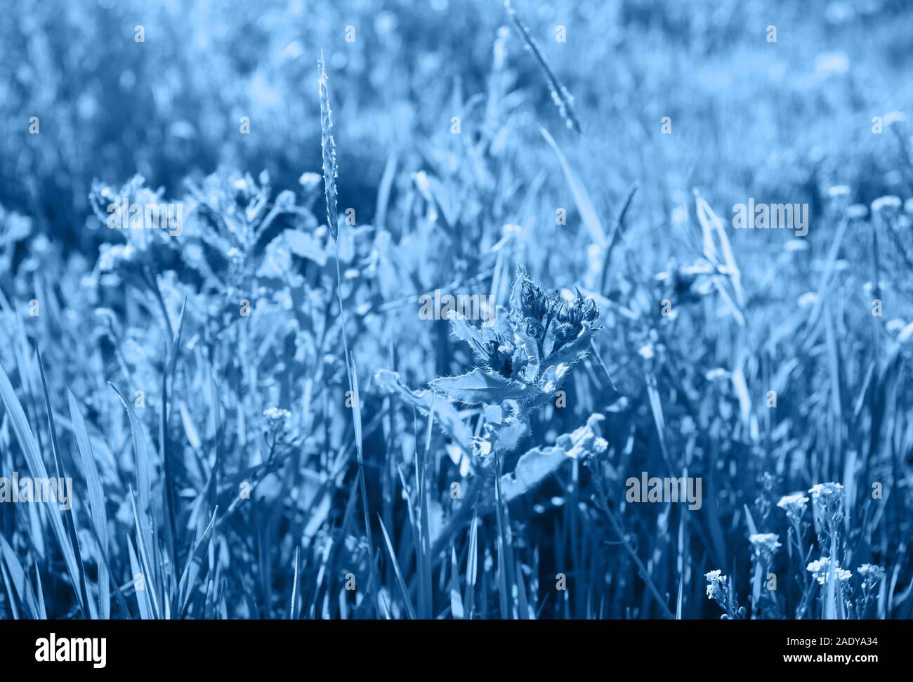 Trendy blue colored beautiful wild meadow with grass and wild flowers ...