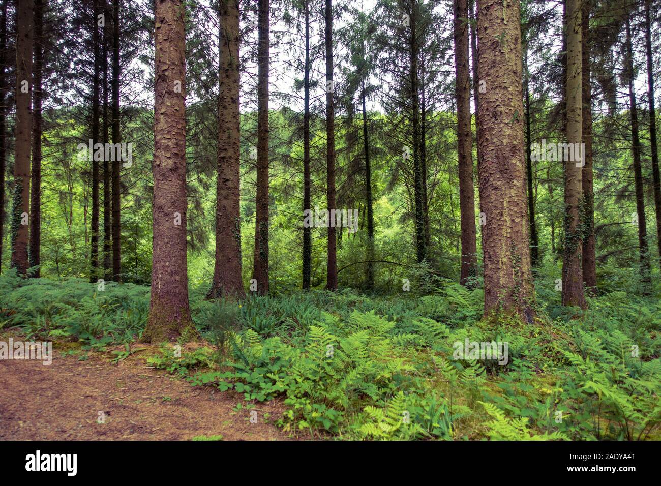 Rosemoor RHS Gardens Stock Photo - Alamy