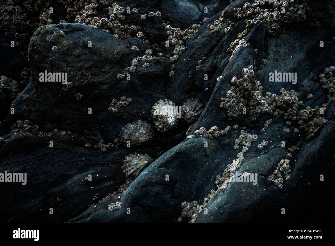 Barnacle shells hi-res stock photography and images - Alamy